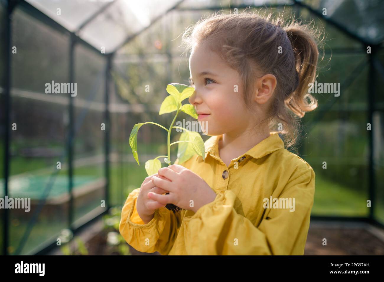 Little girl smelling pepper plant, when transplanting it in eco ...