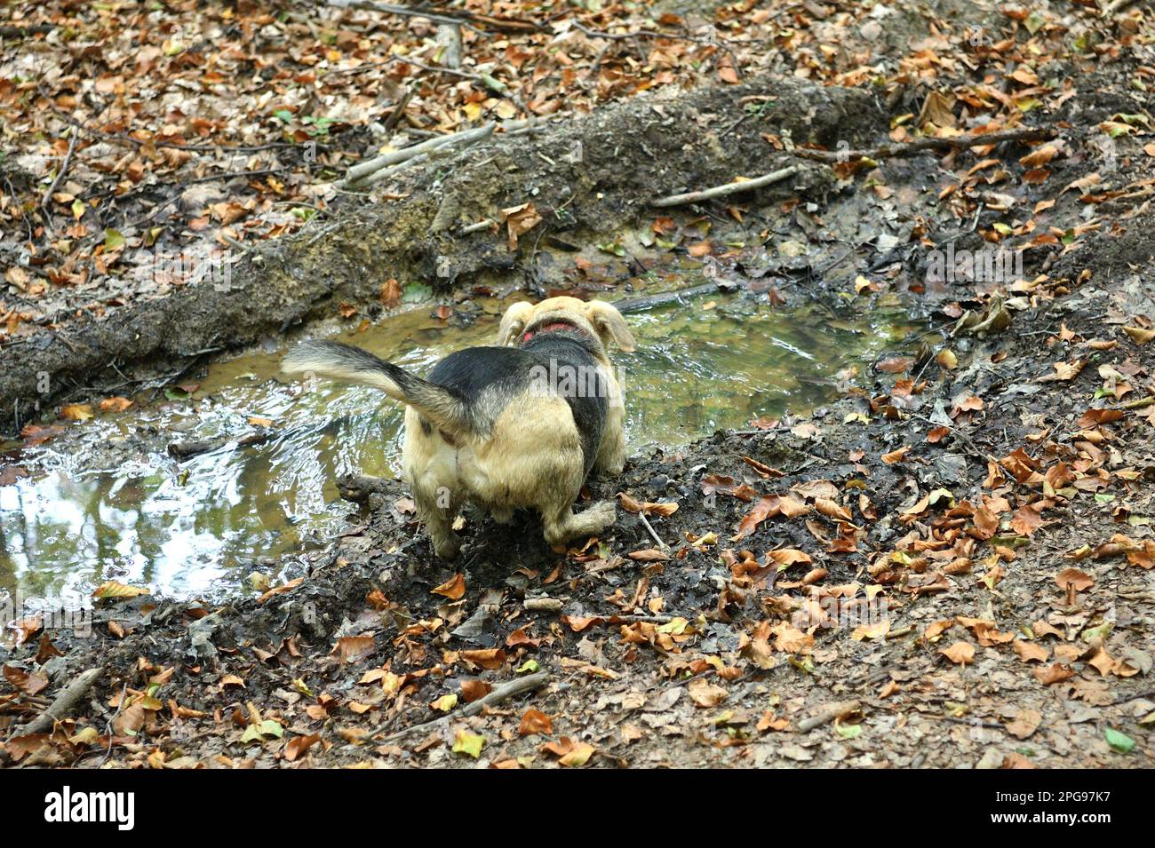 A domestic dog jumps and cools off in the puddle forest mud Stock Photo ...