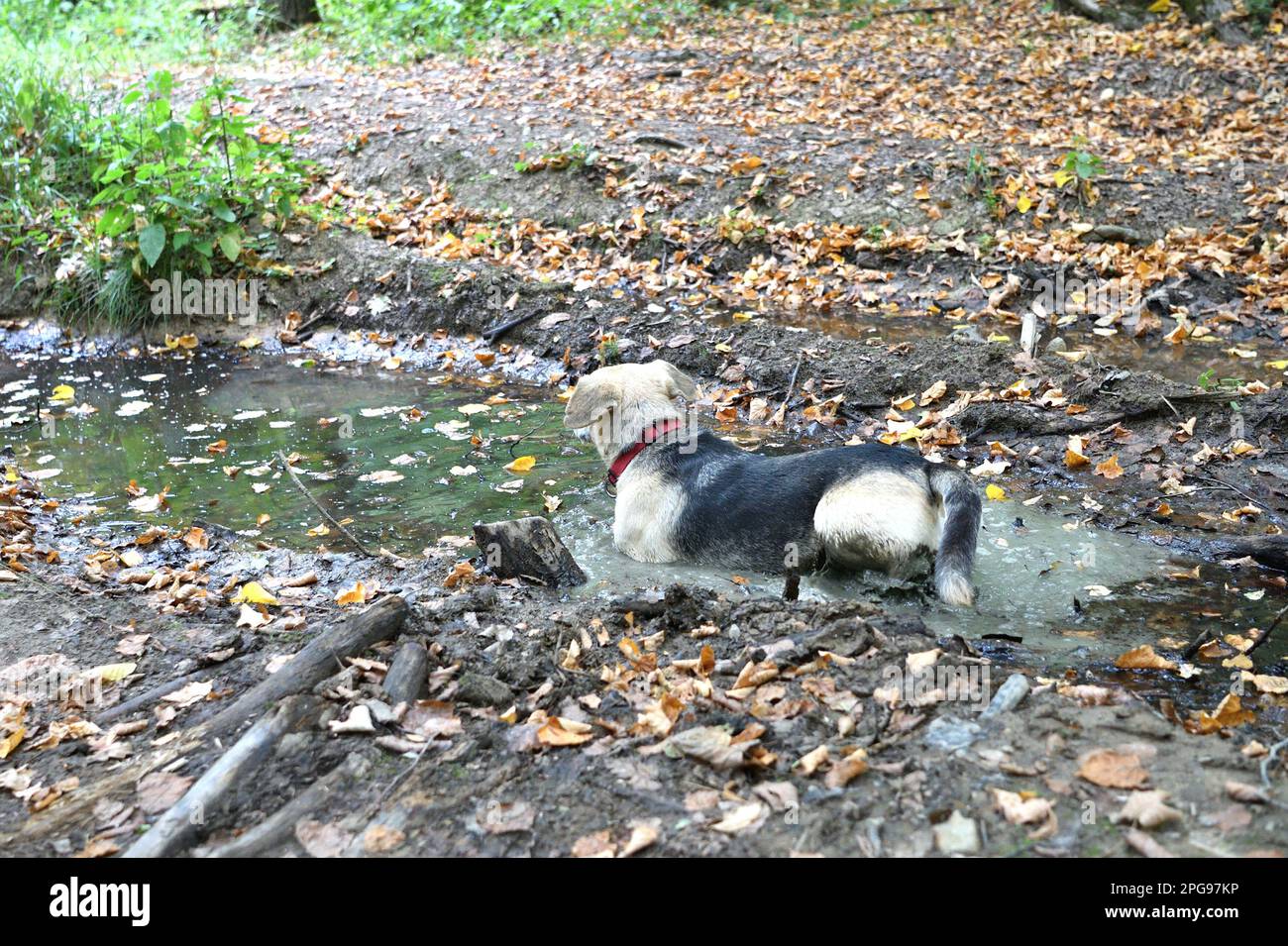 A domestic dog jumps and cools off in the puddle forest mud Stock Photo ...