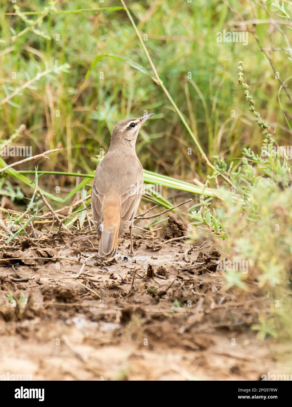 A rufus-tailed scrub robin feeding on the ground in the thorny bushes ...