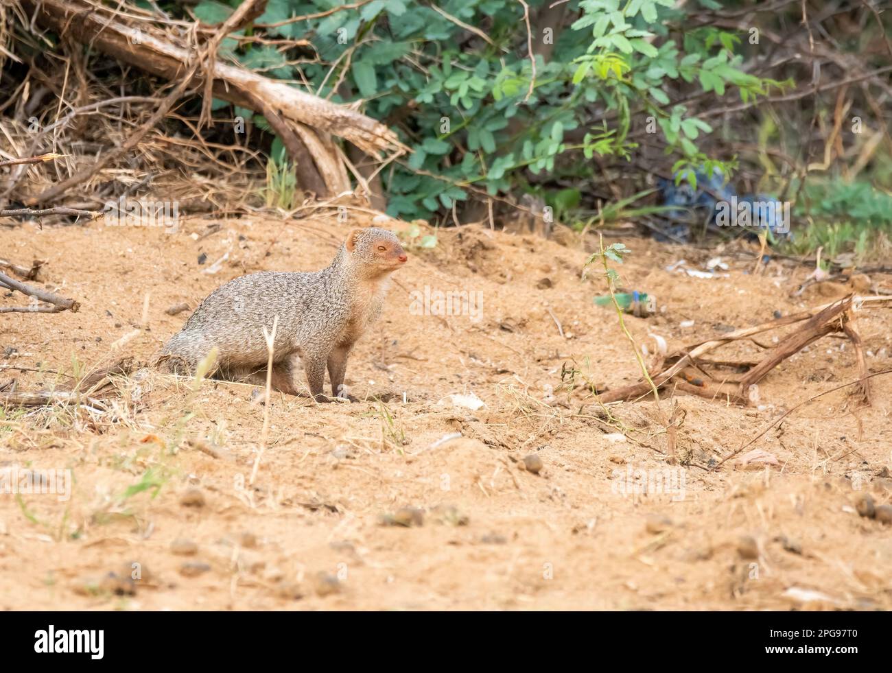 An Indian Grey Mongoose standing close to a bush in the outskirts of ...