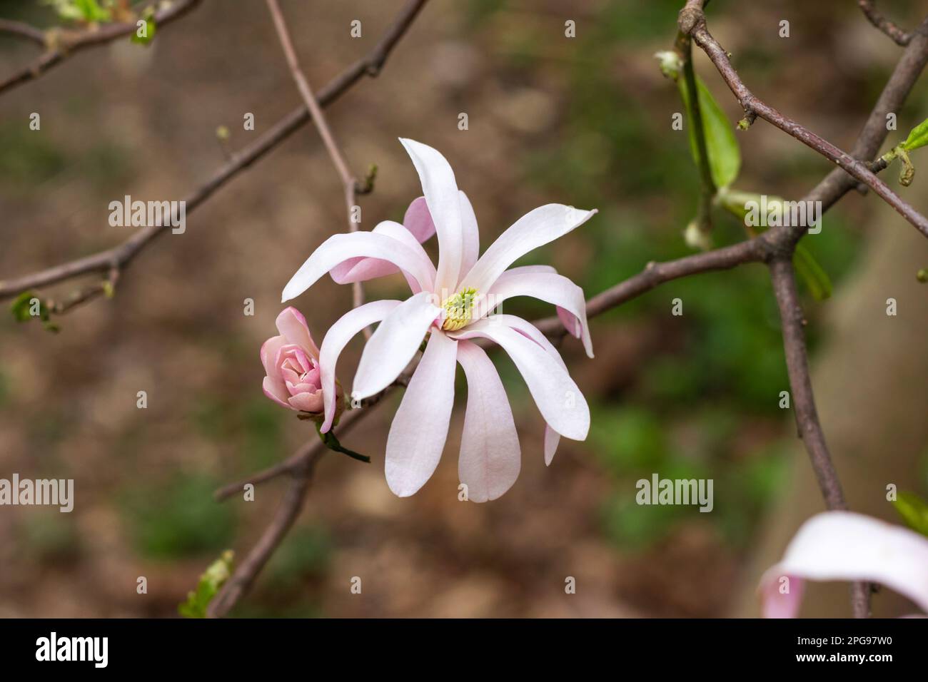 Beautiful blooming pink and white star magnolia tree on spring day ...