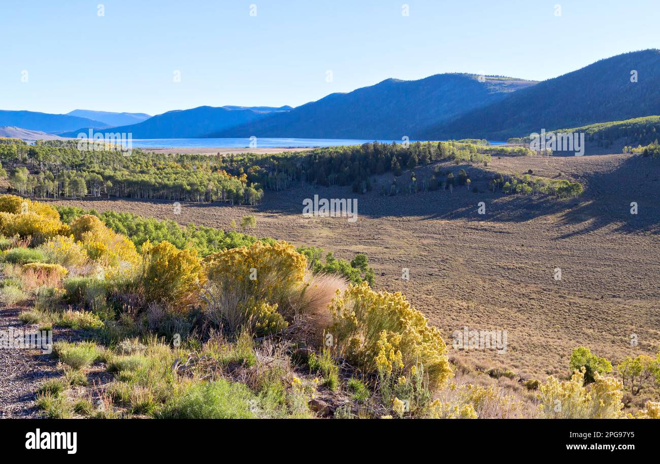 Overlooking Fish Lake 'Pando Clone', also known as Trembling Giant, an ...