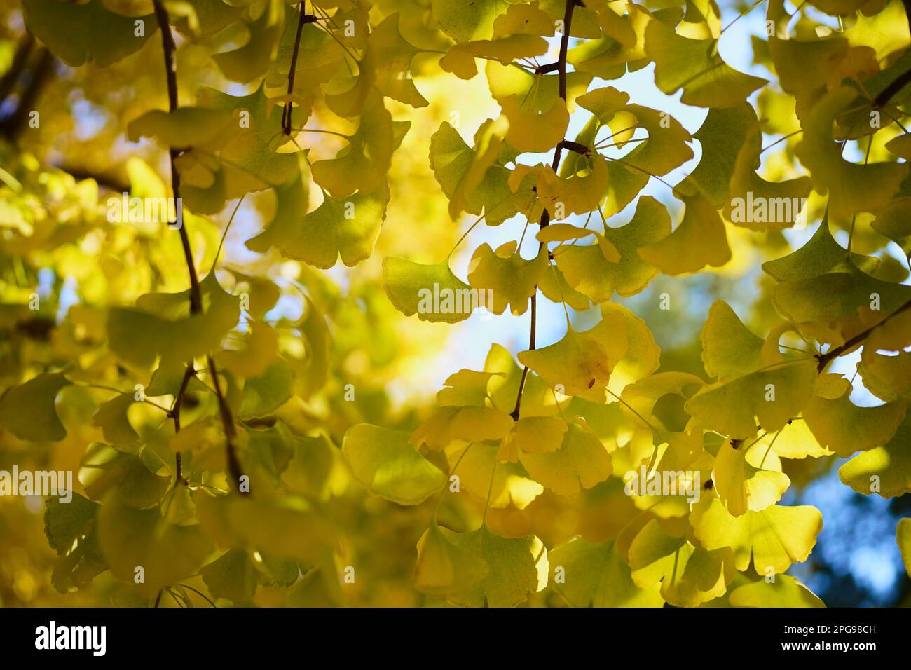 A peaceful autumn scene of yellow foliage cascading from the branches ...