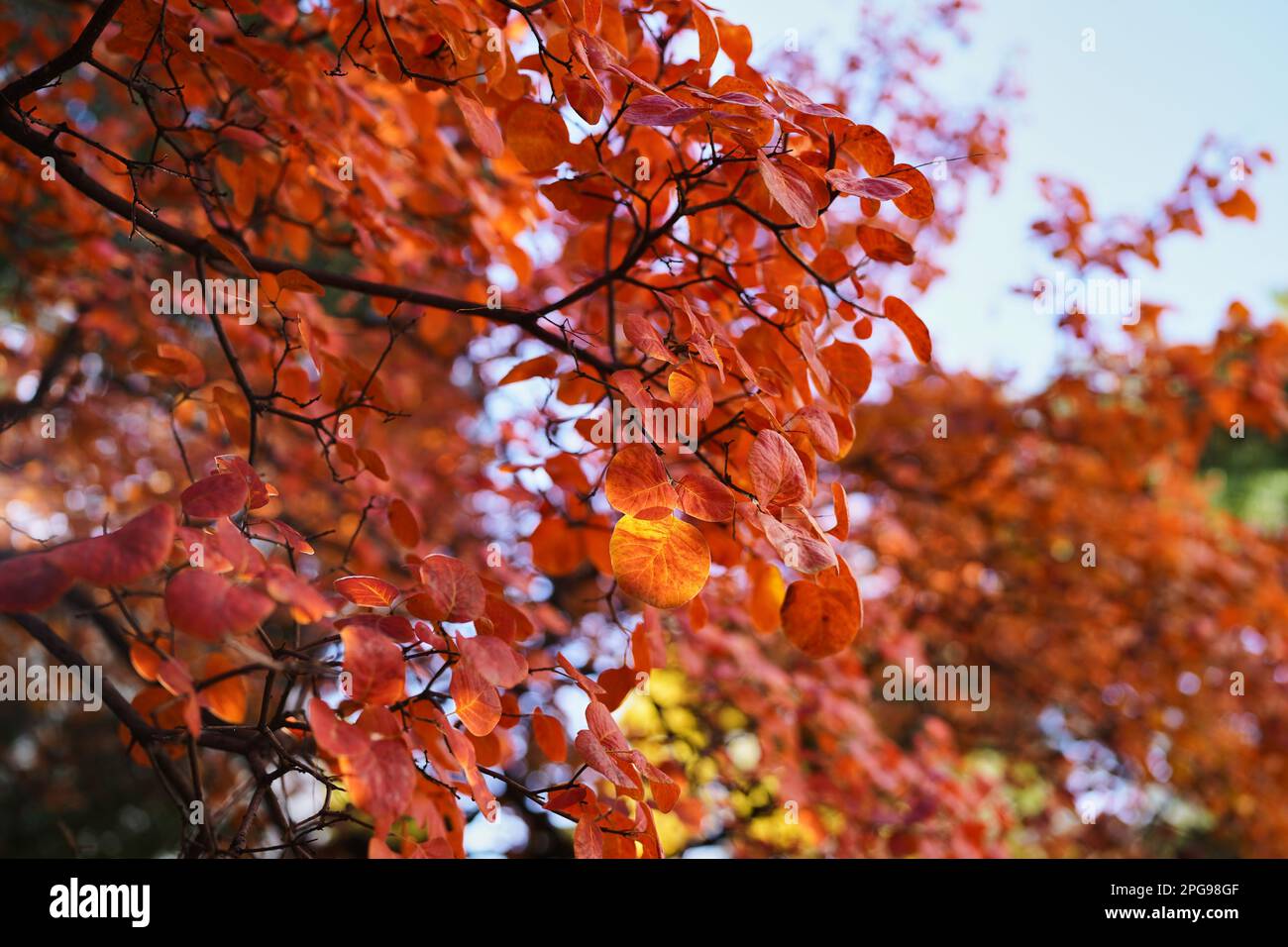 A peaceful autumn scene of red foliage cascading from the branches of ...