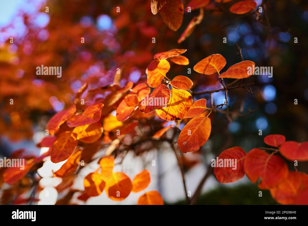 A peaceful autumn scene of red foliage cascading from the branches of ...