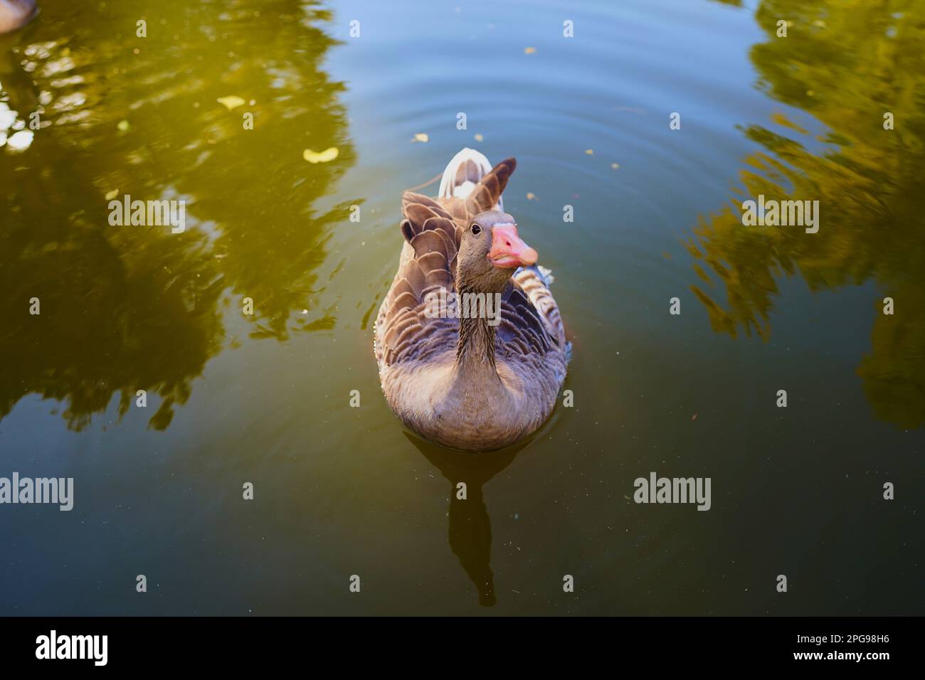 An aquatic duck is depicted swimming in a body of water with its head ...