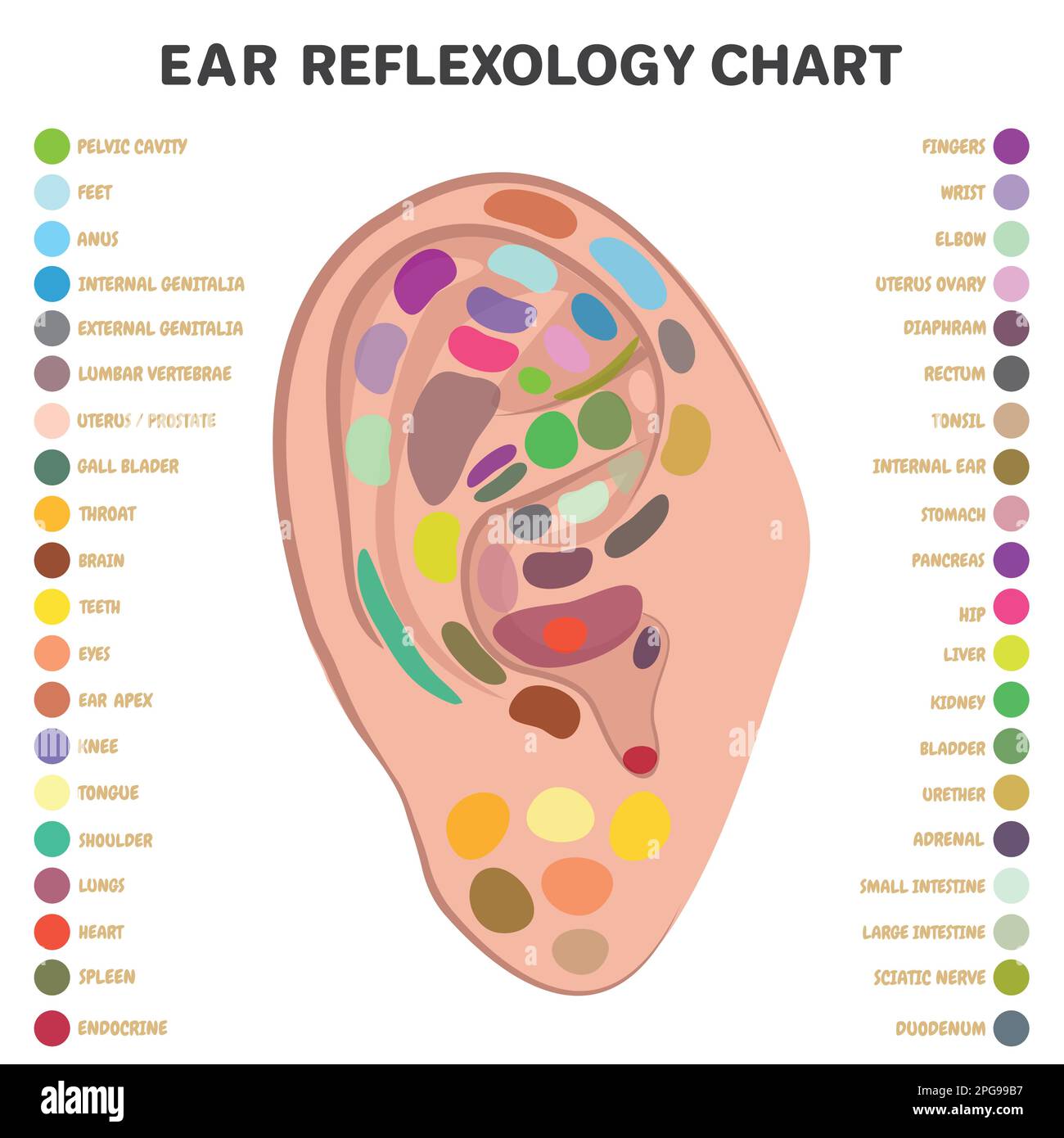 Traditional alternative heal, Reflexology ear massage points. vector ...