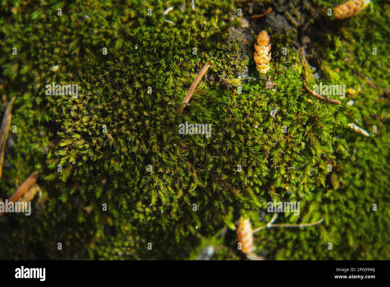 A lush, green carpet of moss and leaves covers the floor, creating a ...