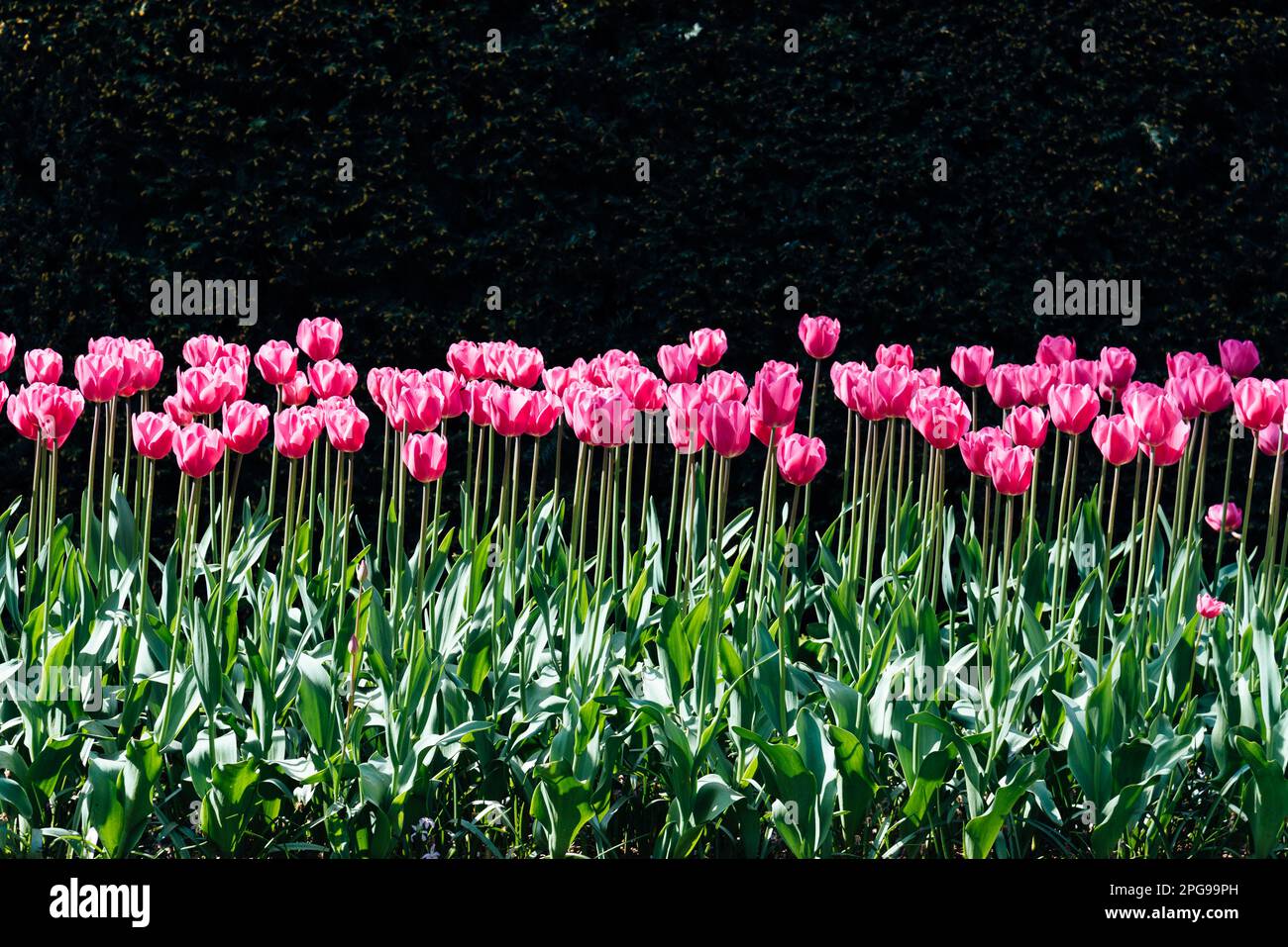 A stunning photo capturing rows of tall pink tulips standing tall in a ...