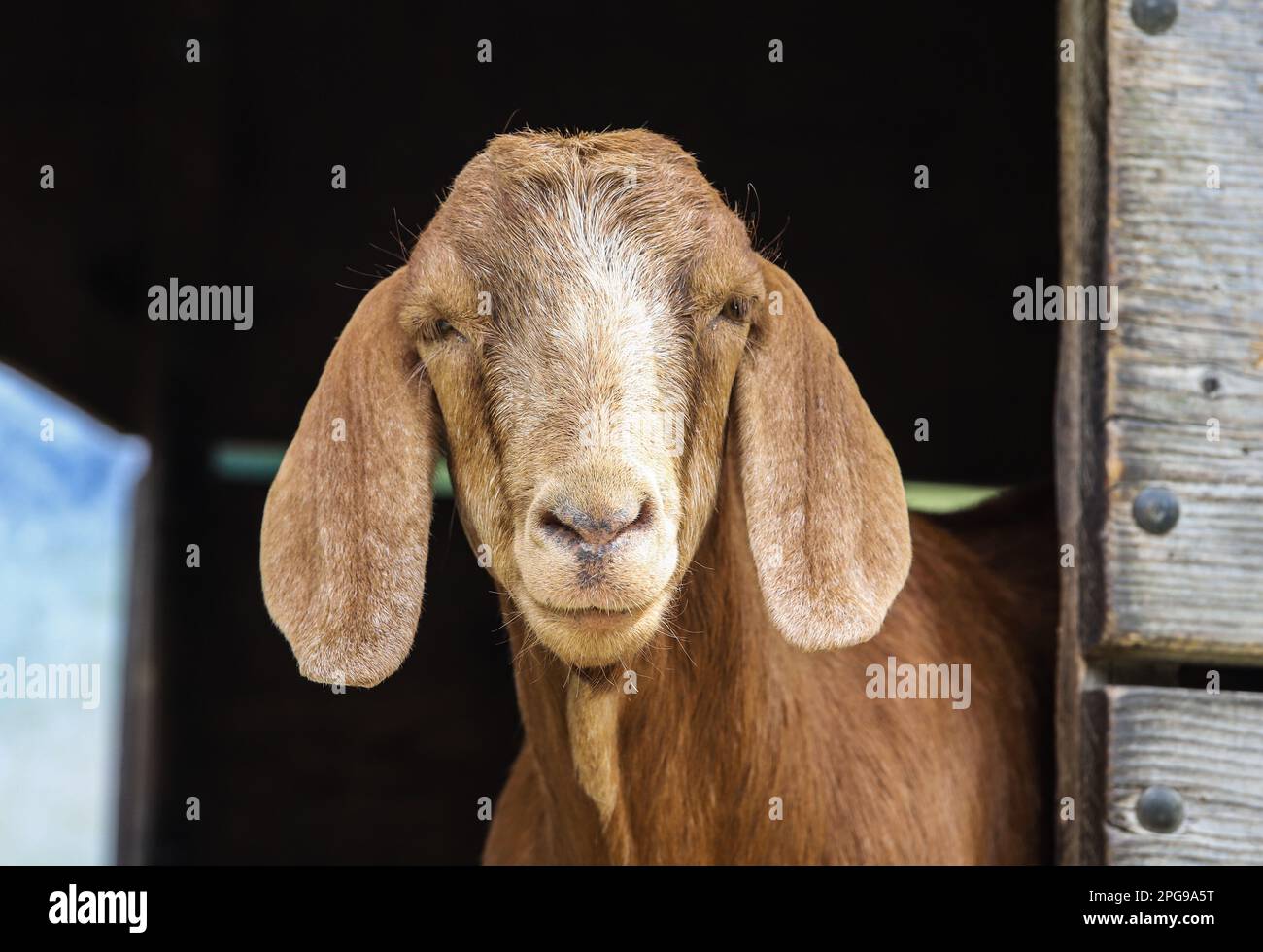 goats from germany Stock Photo - Alamy
