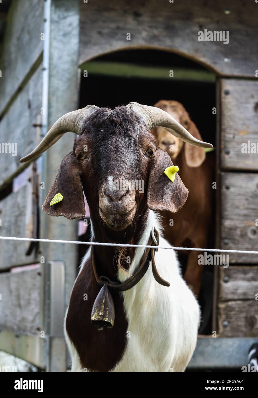 Goat lodge hi-res stock photography and images - Alamy