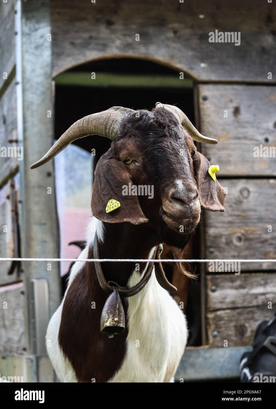 goats from germany Stock Photo - Alamy