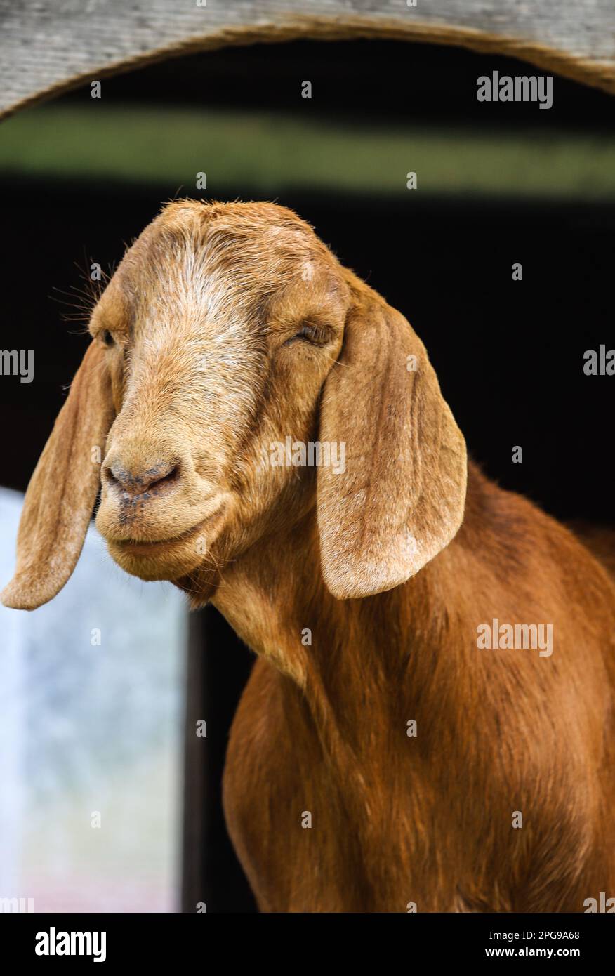 Goat recovery hi-res stock photography and images - Alamy