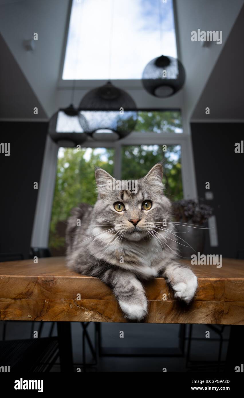 hungry british shorthair cat looking hungry licking mouth, portrait on ...