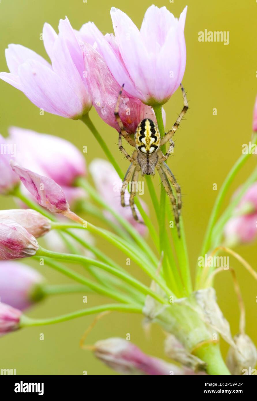 Spider on a flower, Neoscona adianta. Sassari, Sardinia, Italy Stock ...