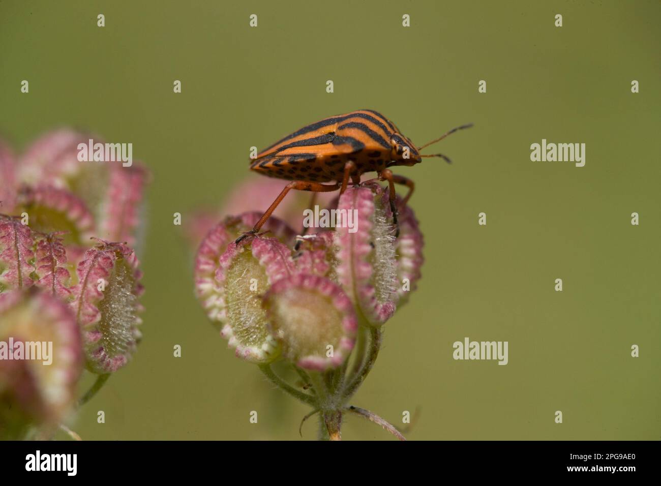 Striped shield bugs hi-res stock photography and images - Alamy