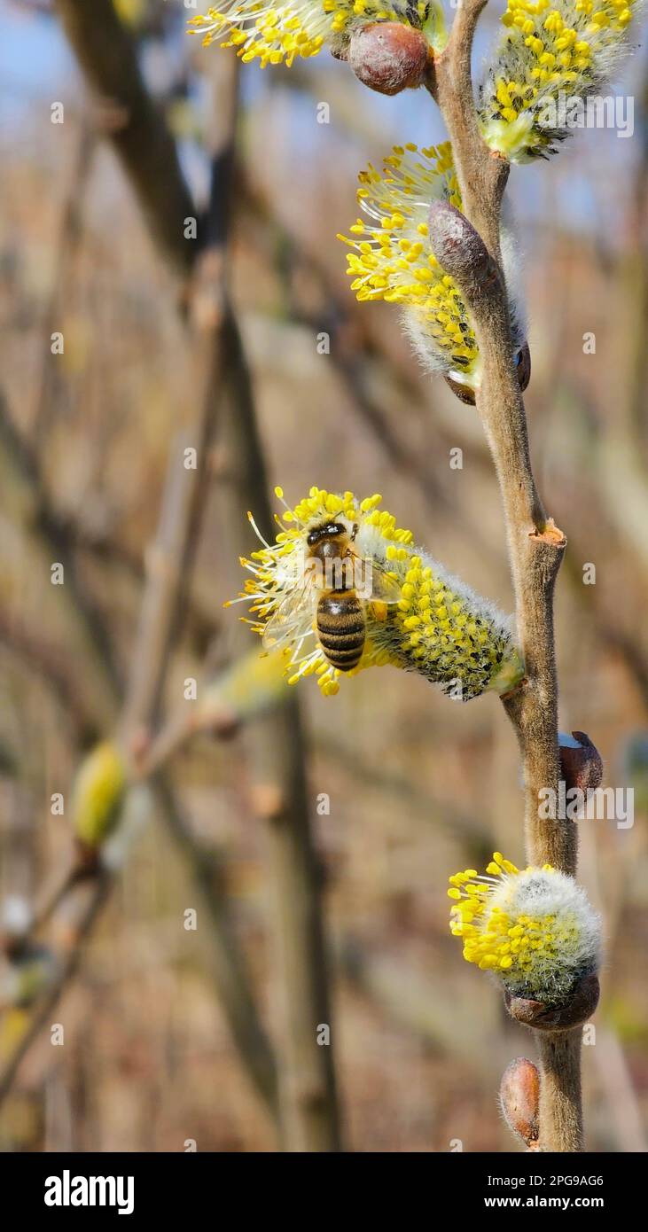Salix caprea bloom with young yellow leg bee from fresh pollen Stock ...