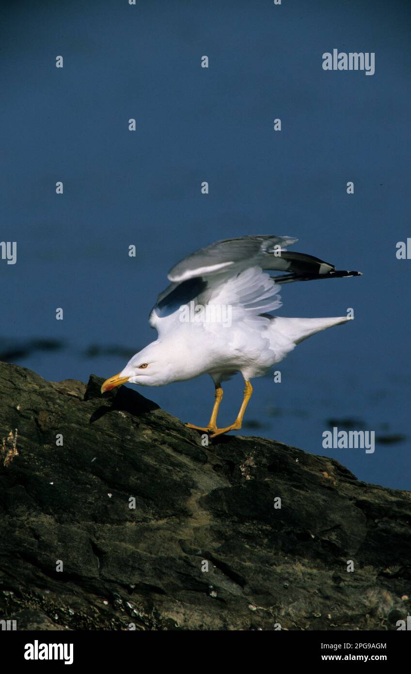 Gabbiano reale mediterraneo, Larus cachinnans, Stintino, Lagune di ...