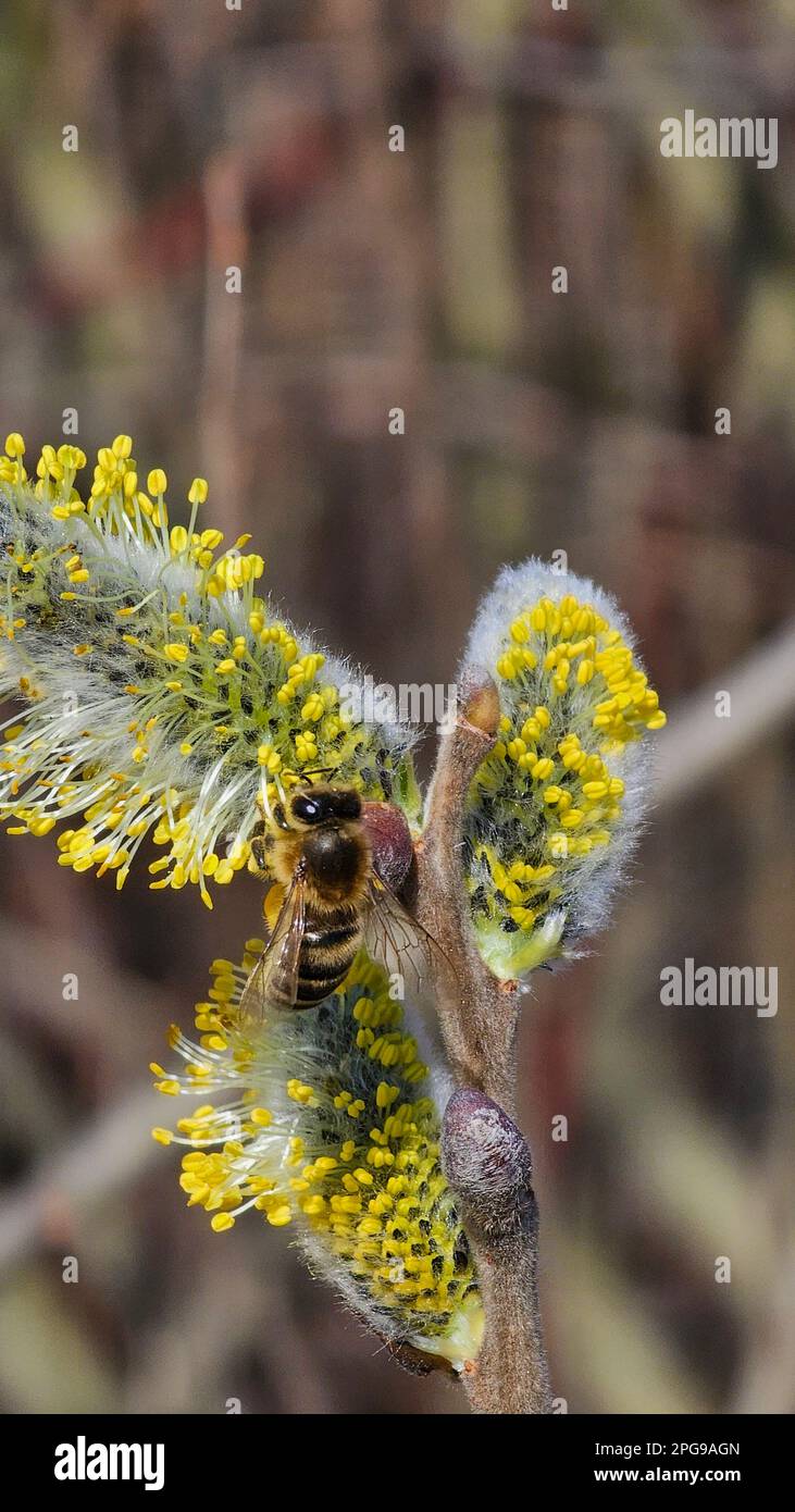 Salix caprea bloom with young yellow leg bee from fresh pollen Stock ...
