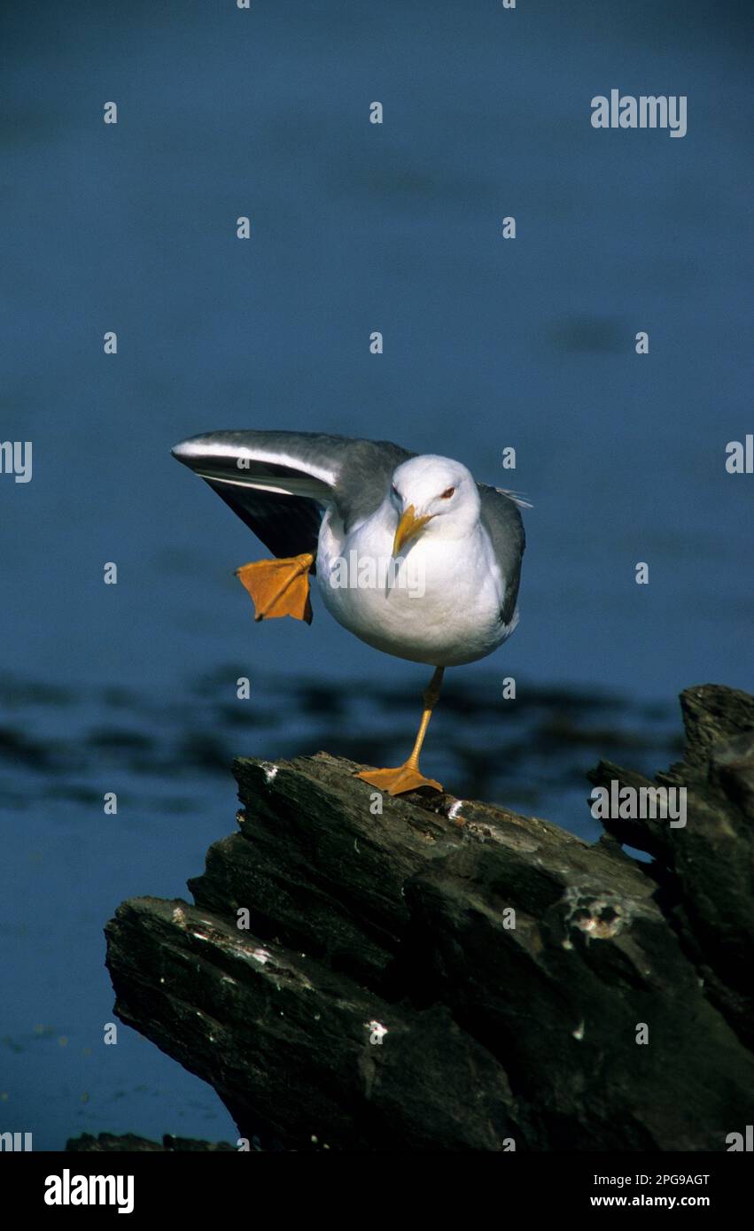Gabbiano reale mediterraneo, Larus cachinnans, Stintino, Lagune di ...