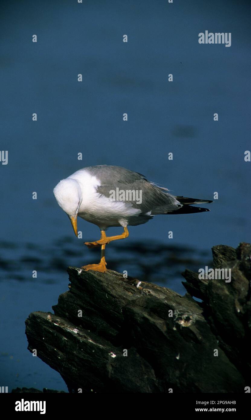 Gabbiano reale mediterraneo, Larus cachinnans, Stintino, Lagune di ...
