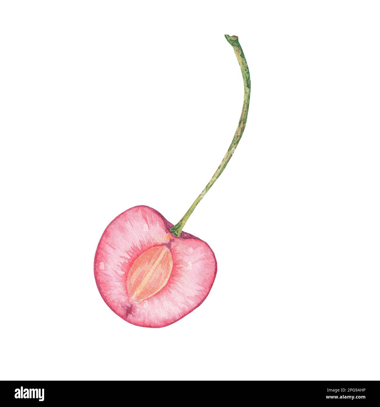 Cherry botanical Cut Out Stock Images & Pictures - Alamy