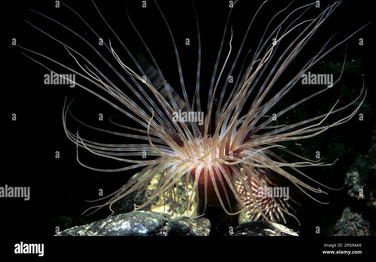 Tube Anemone, Cerianthus membranaceus Stock Photo - Alamy