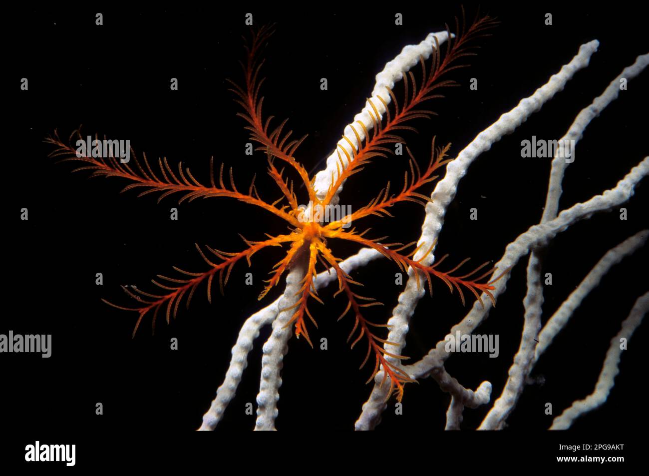 Under the sea animals images hi-res stock photography and images - Alamy