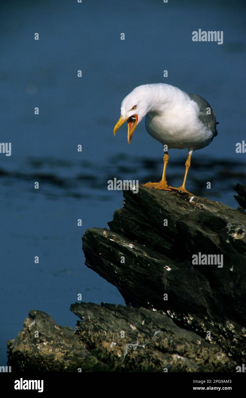 Gabbiano reale mediterraneo, Larus cachinnans, Stintino, Lagune di ...