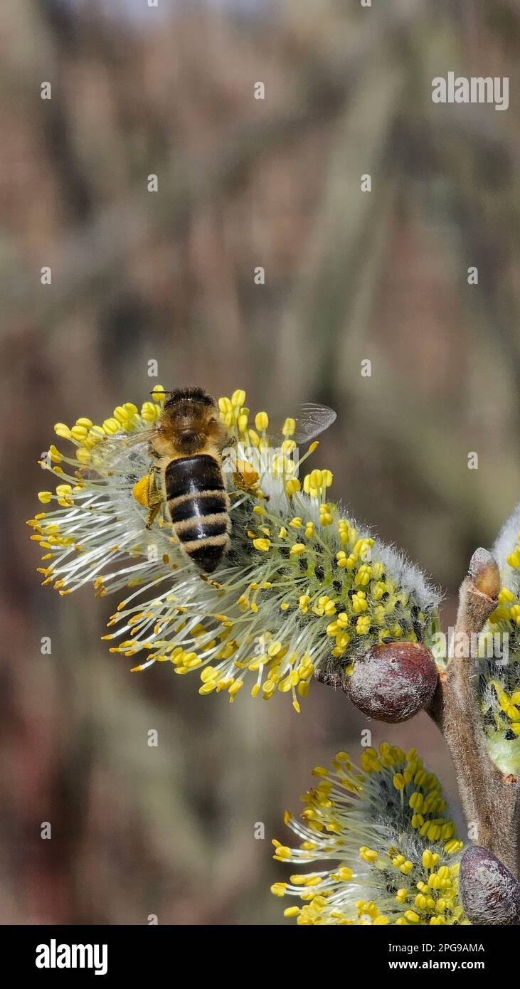 Salix caprea bloom with young yellow leg bee from fresh pollen Stock ...