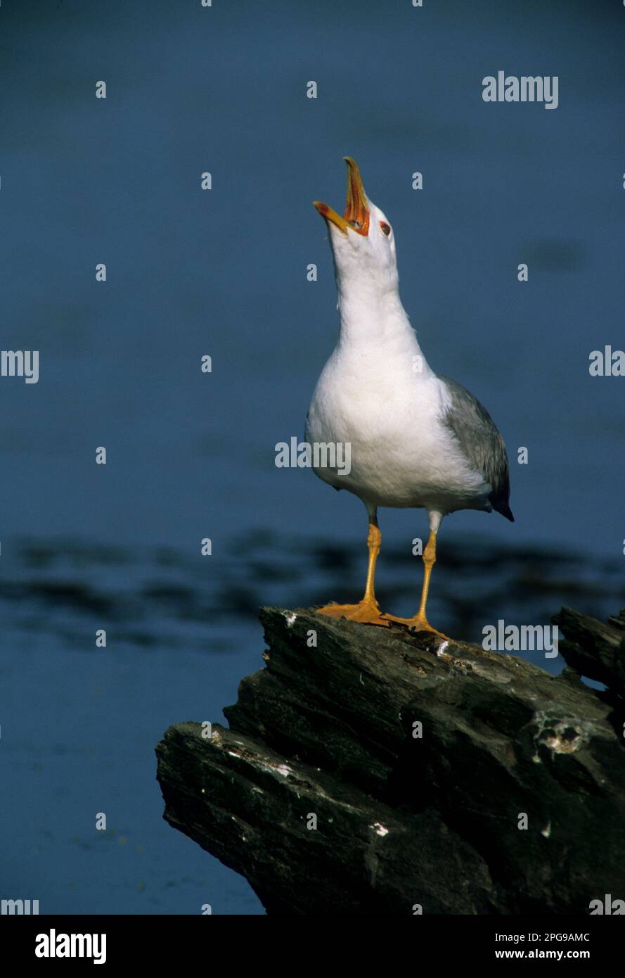 Gabbiano reale mediterraneo, Larus cachinnans, Stintino, Lagune di ...