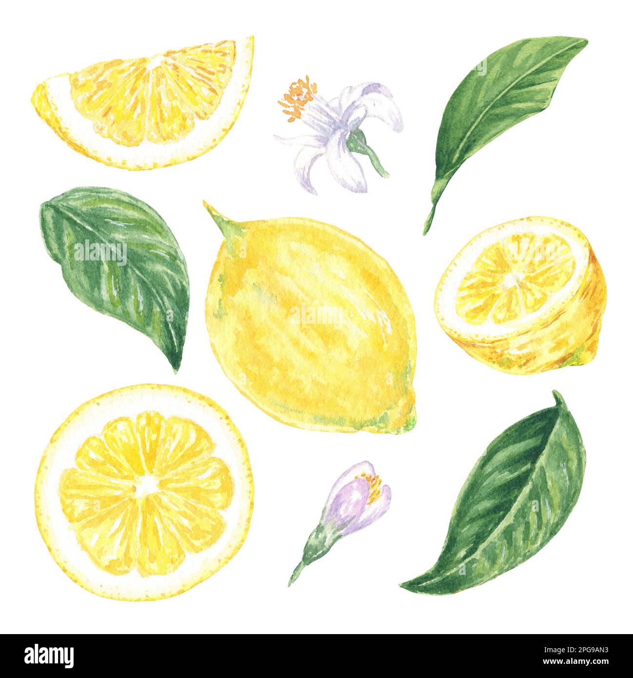 Watercolor set of lemons, leaves and flowers, hand-painted in botanical ...