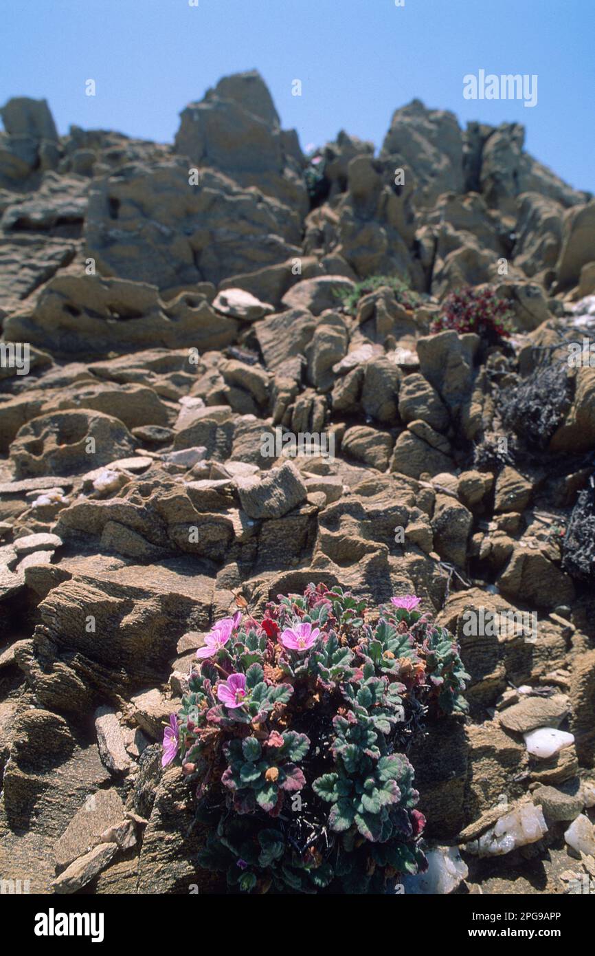 Crane beak (Erodium corsicum), endemic to Corsica and Sardinia ...