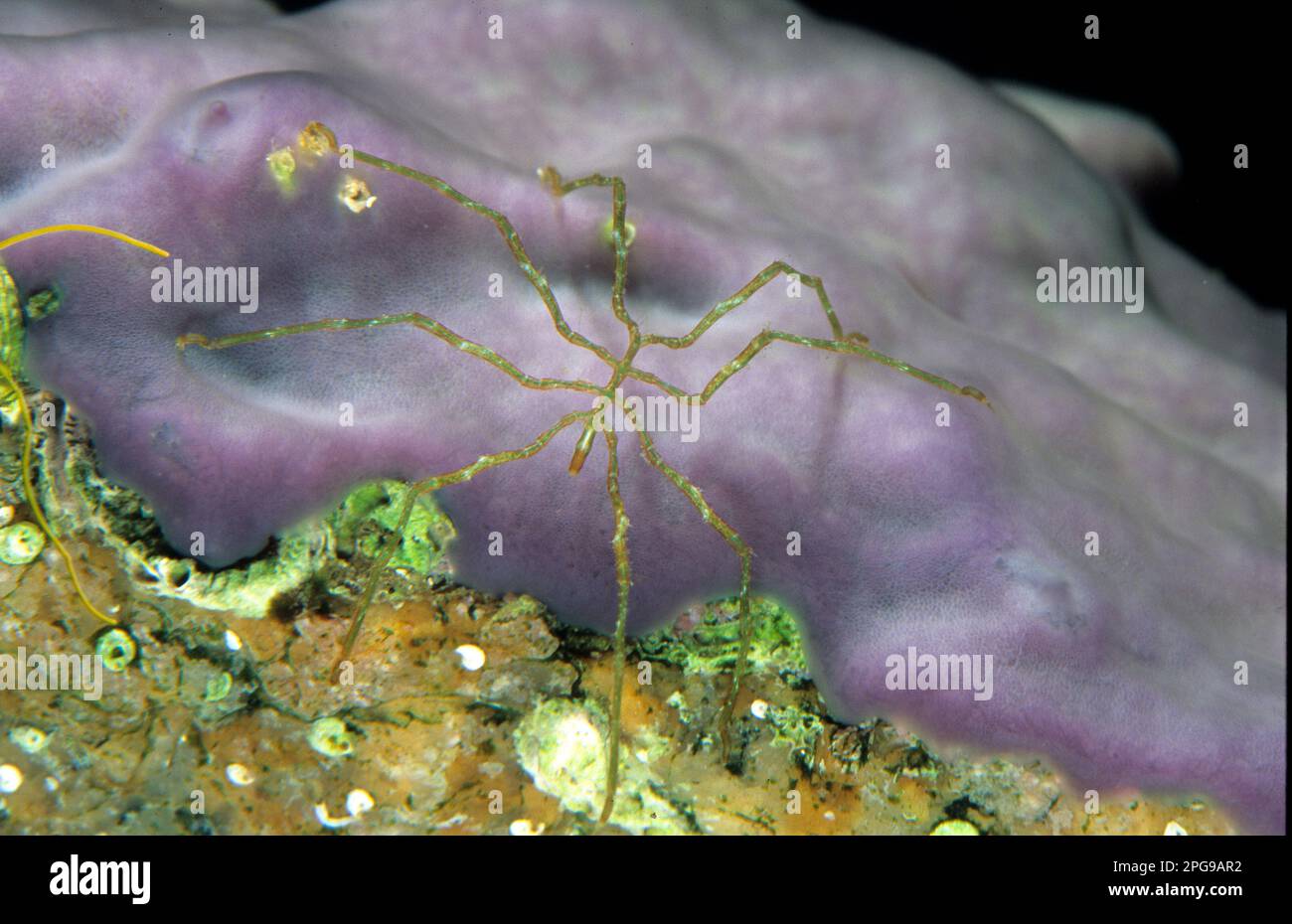 Pantopod Pycnogonid, Sea Spider. Mediterranean sea, Sardinia Stock ...