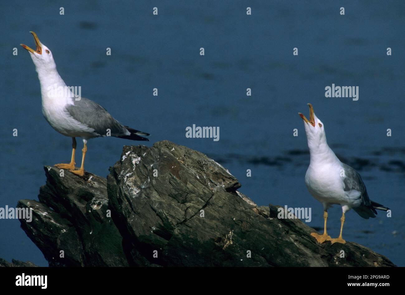 Herring Gull (Larus cachinnans) Gabbiano reale mediterraneo, Larus ...