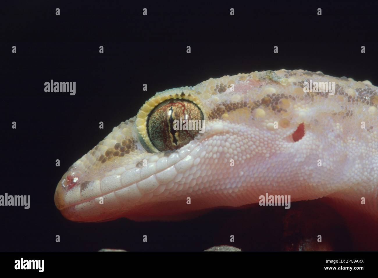Geco verrucoso,Capo ed Occhio, Head and eye. Hemidactylus turcicus ...