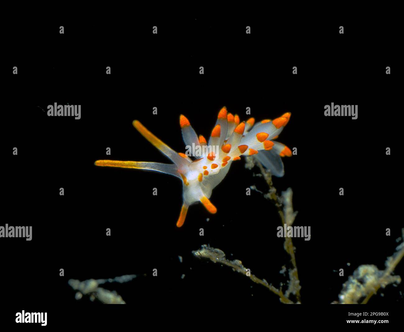Eubranchus farrani is a rare and showy Mediterranean nudibranch. It ...