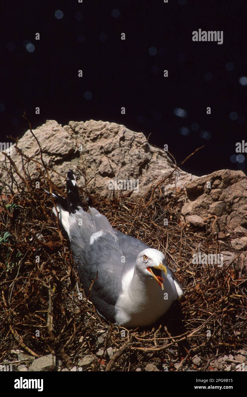 Gabbiano reale mediterraneo, Larus cachinnans, femmina in cova nel nido ...