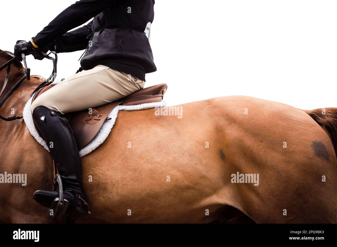 High key, white background of rider, no faces shown, and horses ...