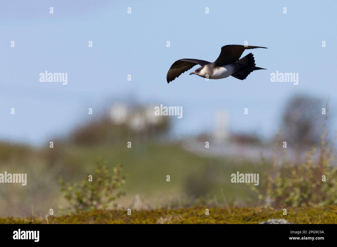 Schmarotzer-Raubmöwe, Schmarotzerraubmöwe, helle Morphe, Flug, Flugbild ...