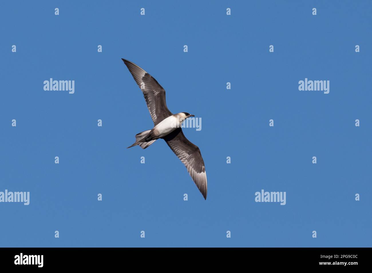 Schmarotzer-Raubmöwe, Schmarotzerraubmöwe, helle Morphe, Flug, Flugbild ...