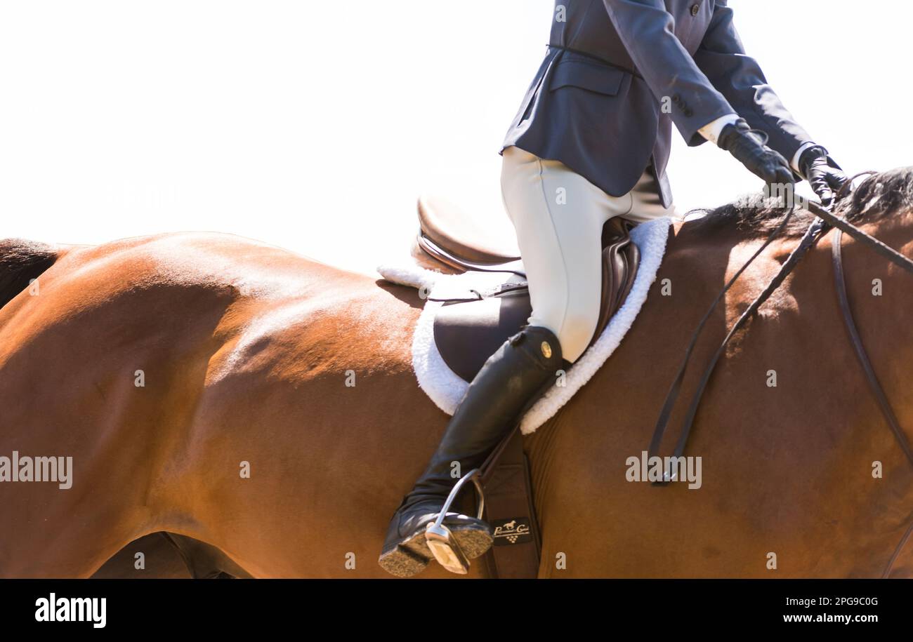 High key, white background of rider, no faces shown, and horses ...