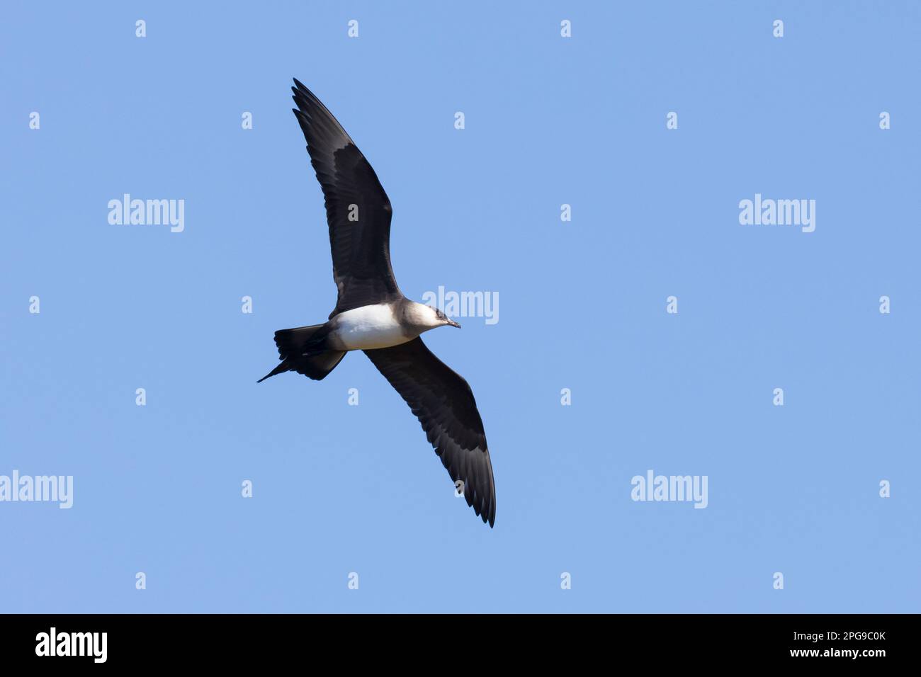 Schmarotzer-Raubmöwe, Schmarotzerraubmöwe, helle Morphe, Flug, Flugbild ...