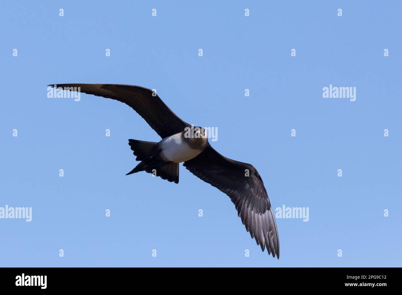 Schmarotzer-Raubmöwe, Schmarotzerraubmöwe, helle Morphe, Flug, Flugbild ...