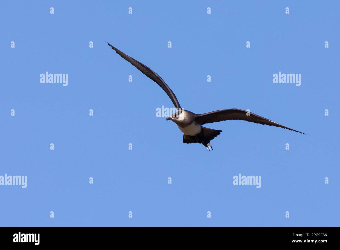 Schmarotzer-Raubmöwe, Schmarotzerraubmöwe, helle Morphe, Flug, Flugbild ...