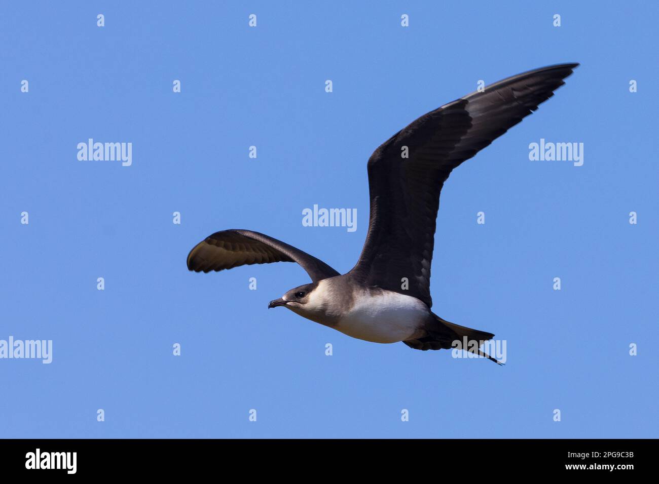 Schmarotzer-Raubmöwe, Schmarotzerraubmöwe, helle Morphe, Flug, Flugbild ...