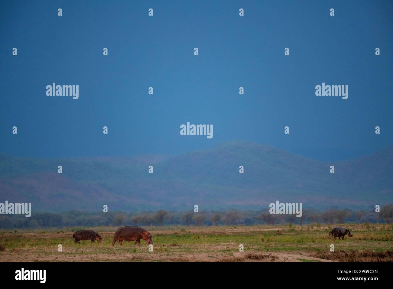 Hippopotamus amphibius in rain hi-res stock photography and images - Alamy