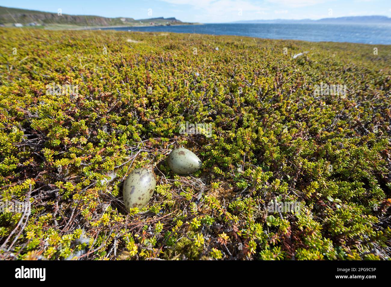 Schmarotzer-Raubmöwe, Schmarotzerraubmöwe, Gelege, Ei, Eier, Nestin der ...