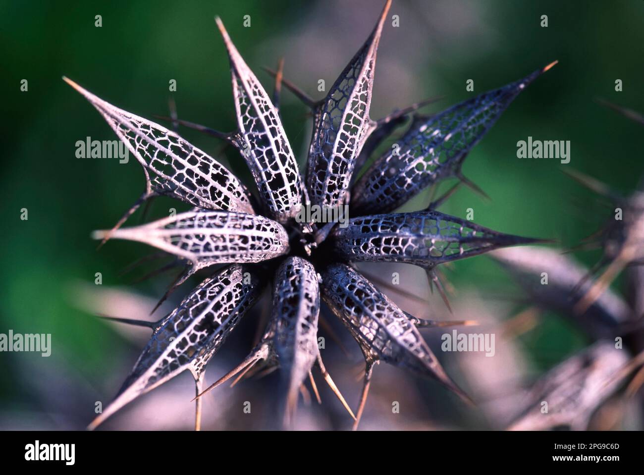 Close-up of spiny molucca Molucella spinosa thorns Stock Photo - Alamy